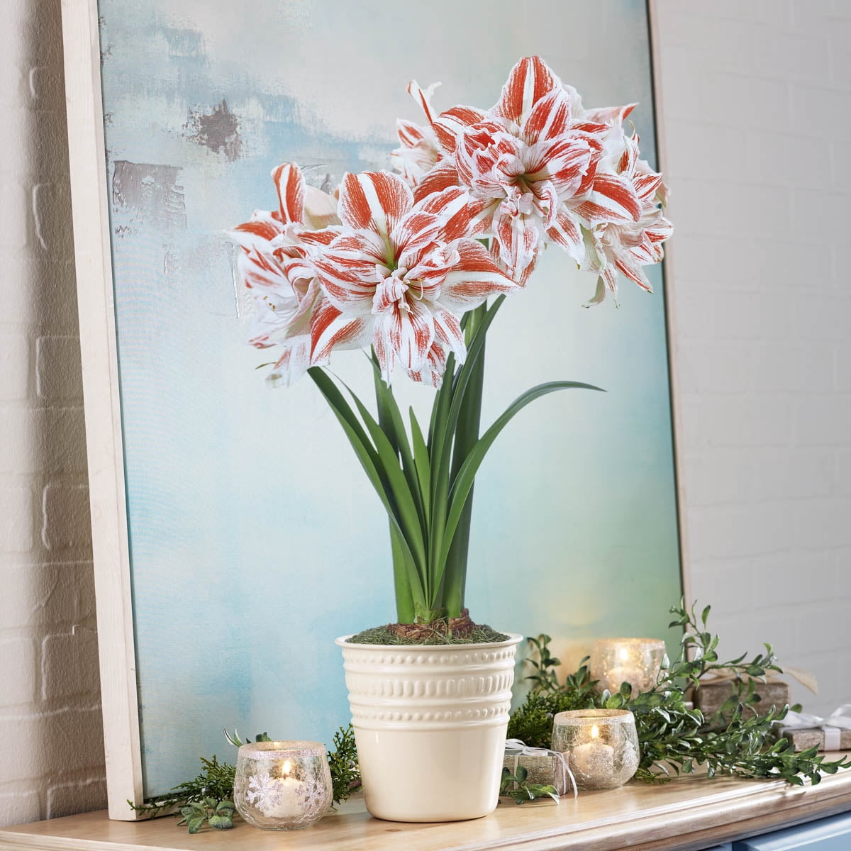 Dancing Queen Amaryllis White and Red Flowering Dormant Bulb Holiday ...