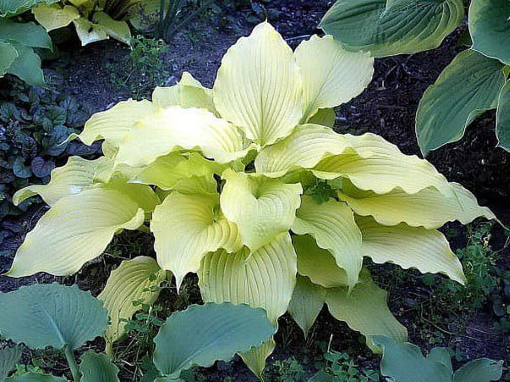 Dancing Queen Hosta - Gallon Pot - A Must Have Hosta - Walmart.com