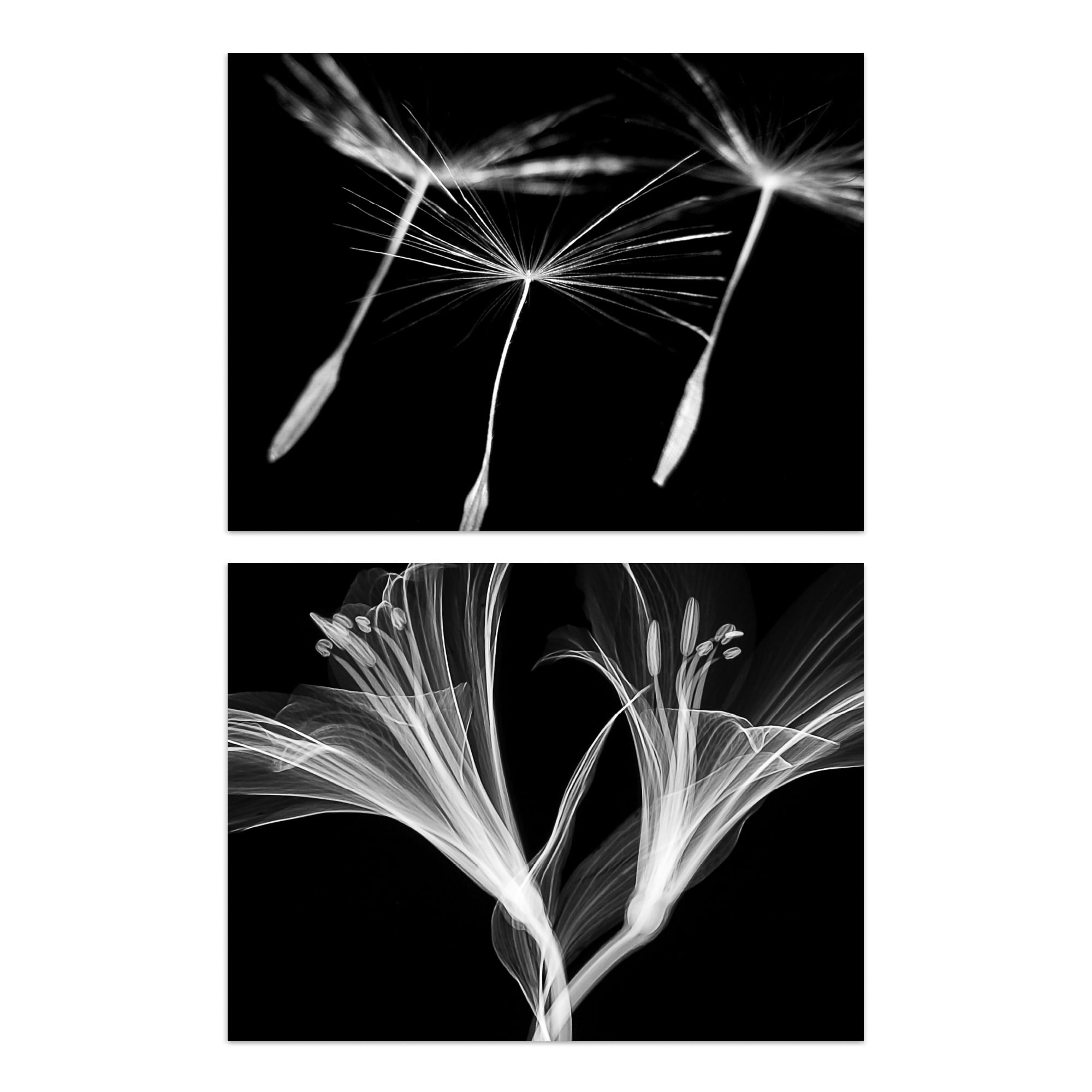Dandelion And Lily X-Ray Set Of 2 Unframed Wall Art Prints Bedroom ...