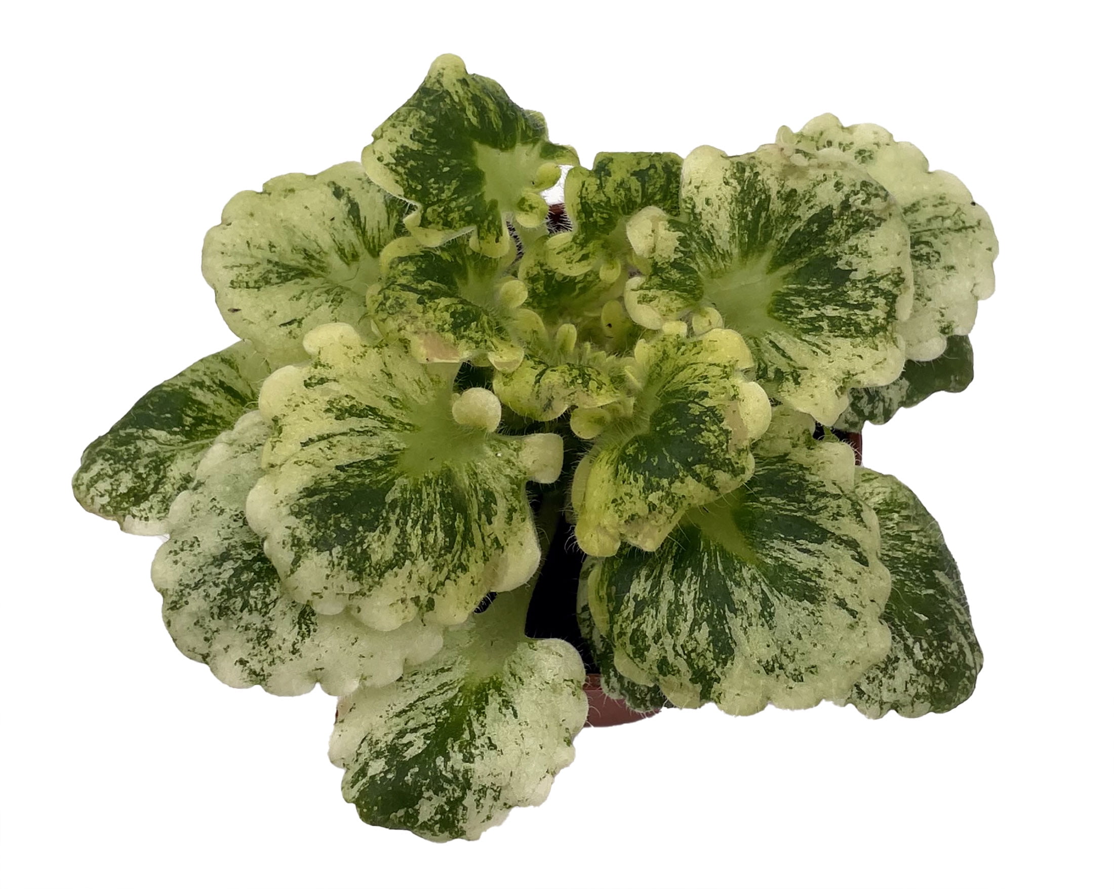 Dandelion Micro Miniature African Violet - 2" Pot - Variegated Foliage ...