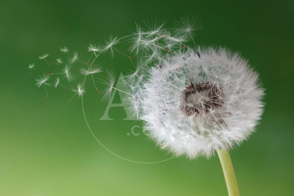 Dandelion Seeds in the Morning Mist Blowing Away across a Fresh Green ...