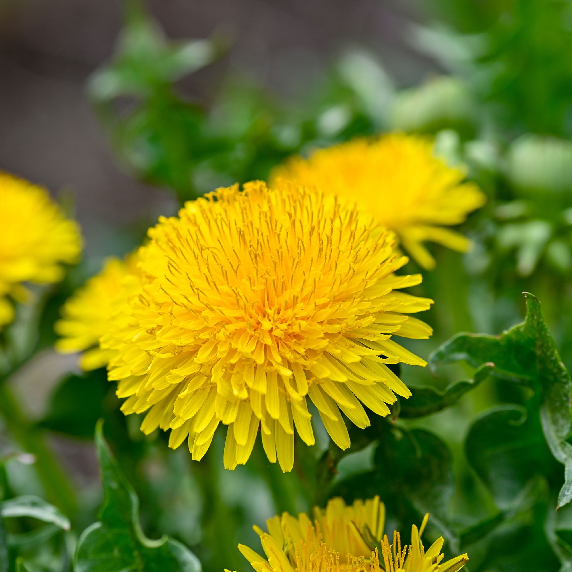Dandelion Seeds - True (Wild) - 1 Oz ~8,500 Seeds - Taraxacum ...