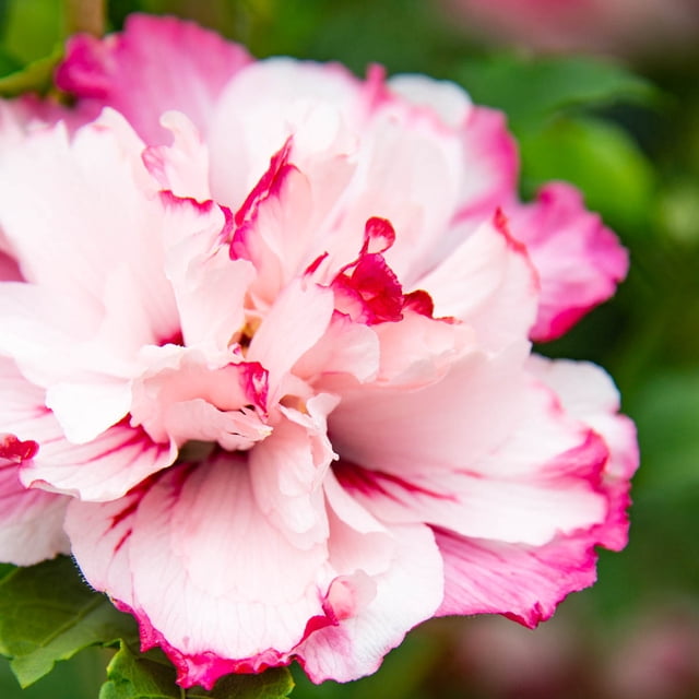 Danica Rose of Sharon Althea (Hibiscus), Deciduous Bare Root Starter ...