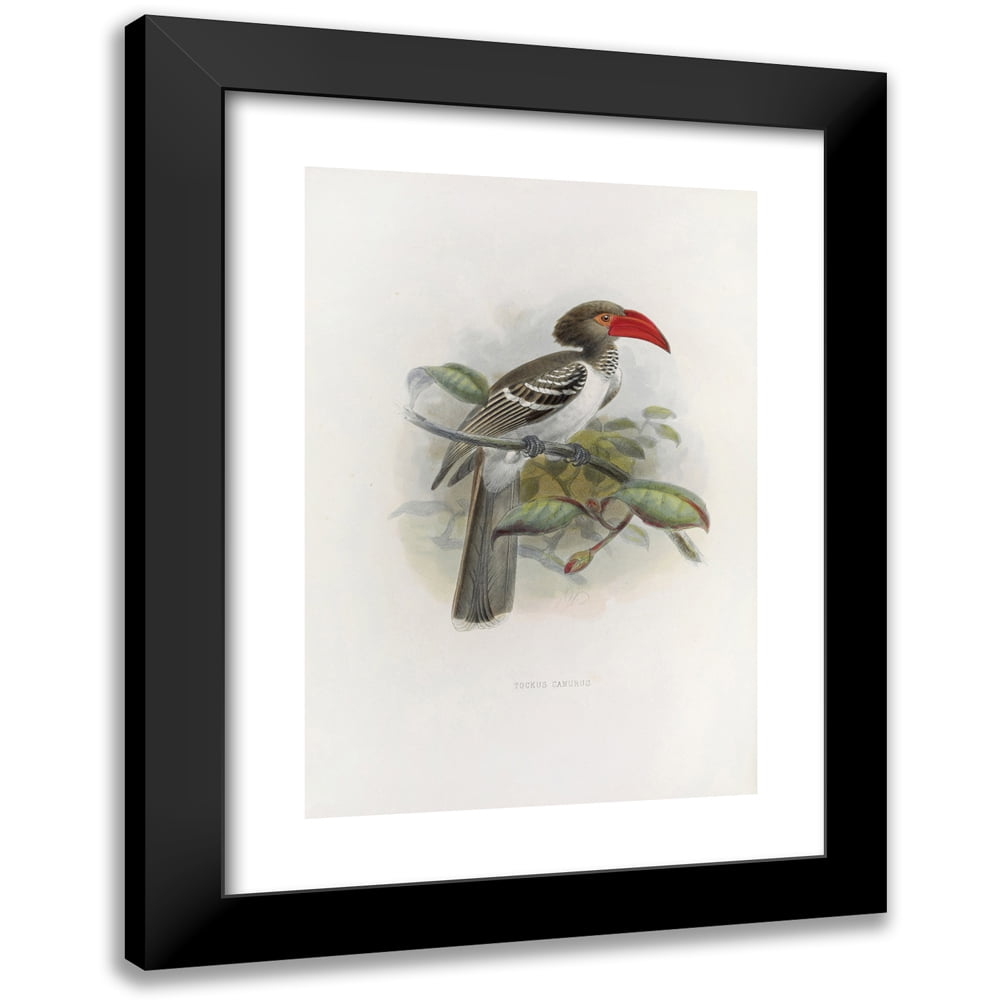 Daniel Giraud Elliot 17x24 Black Modern Framed Museum Art Print Titled ...