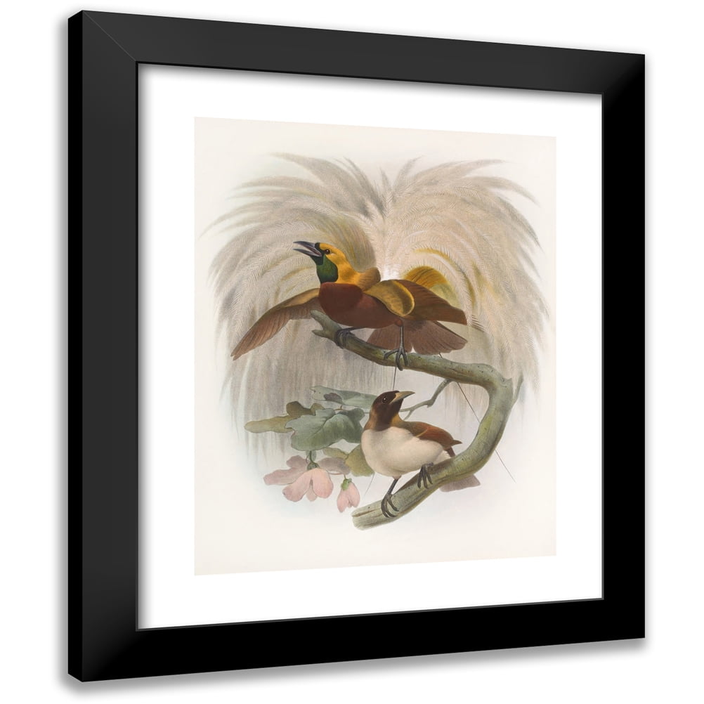 Daniel Giraud Elliot 19x24 Black Modern Framed Museum Art Print Titled ...