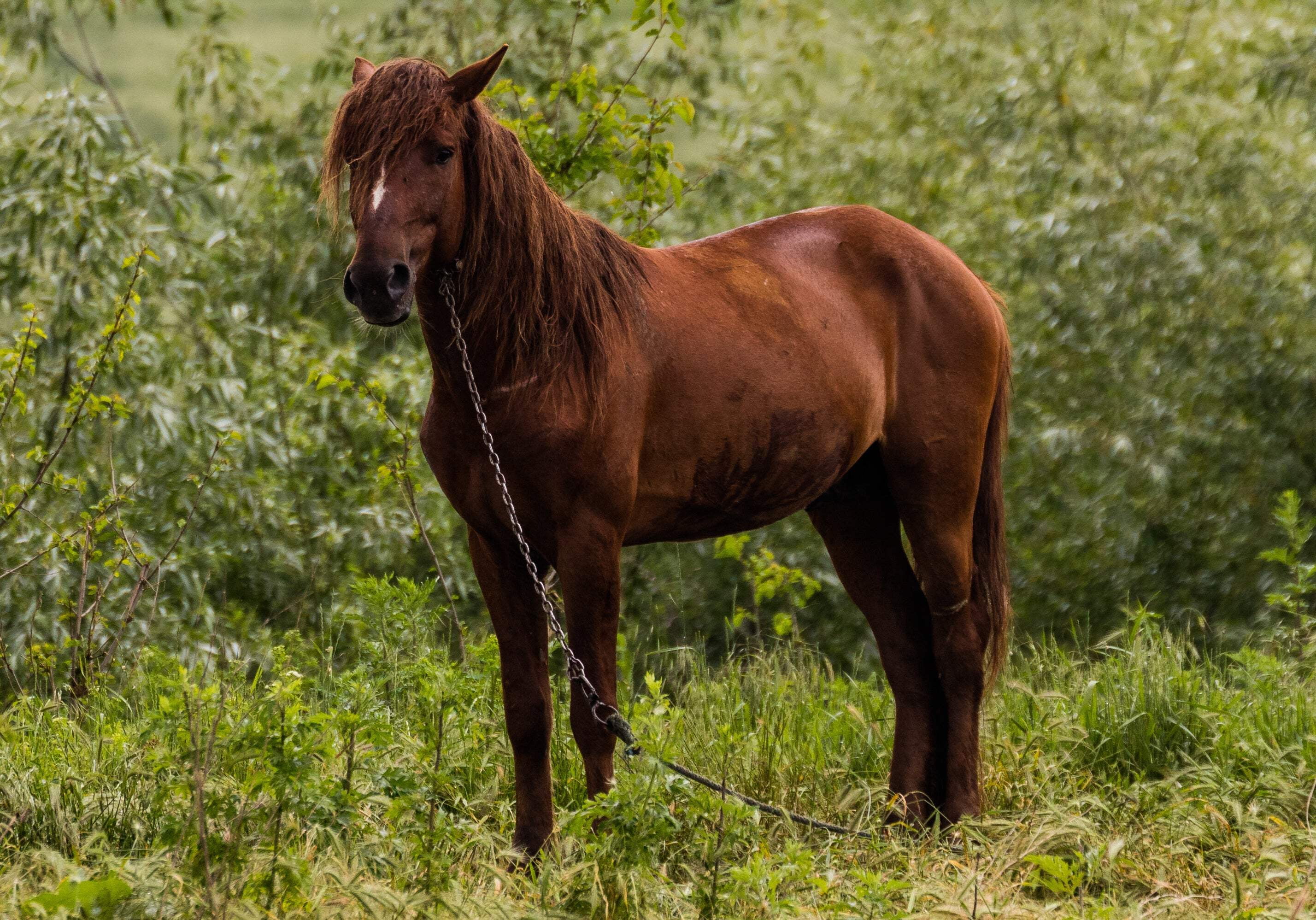 Danube Delta Horse GLOSSY POSTER PICTURE PHOTO PRINT BANNER ...
