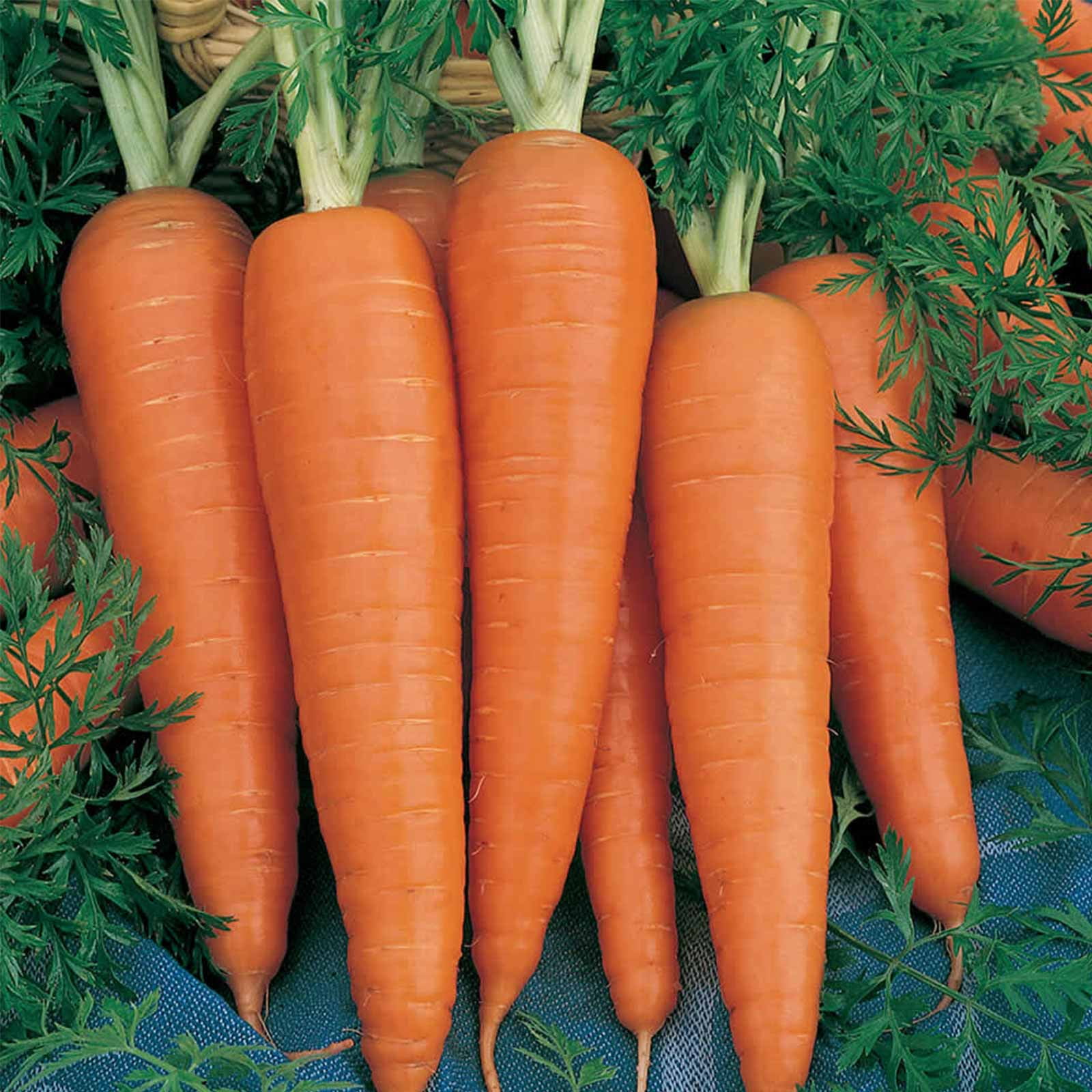 Danvers 126 Carrot Seeds - 5 Lb Bulk - Non-GMO, Heirloom Vegetable Garden Seeds - Gardening ...