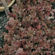 Merlot Leaf Lettuce Seeds - 1 g Packet ~850 Seeds - Non-GMO, Heirloom ...