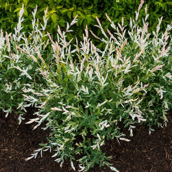 Variegated Dappled Willow Shrub, Compact, 1 Gallon Pot, Hardy in USDA ...