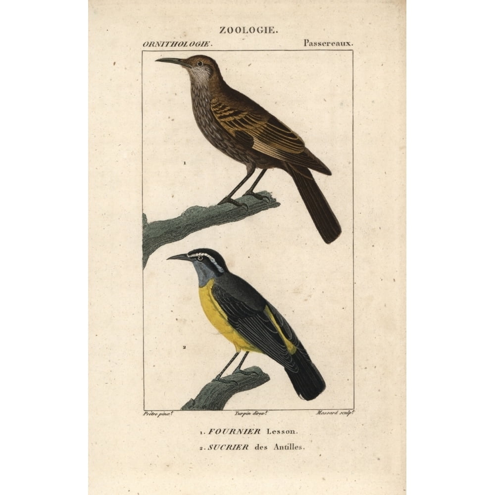 Dark-Bellied Cinclodes, Cinclodes Patagonicusa Poster Print By ...