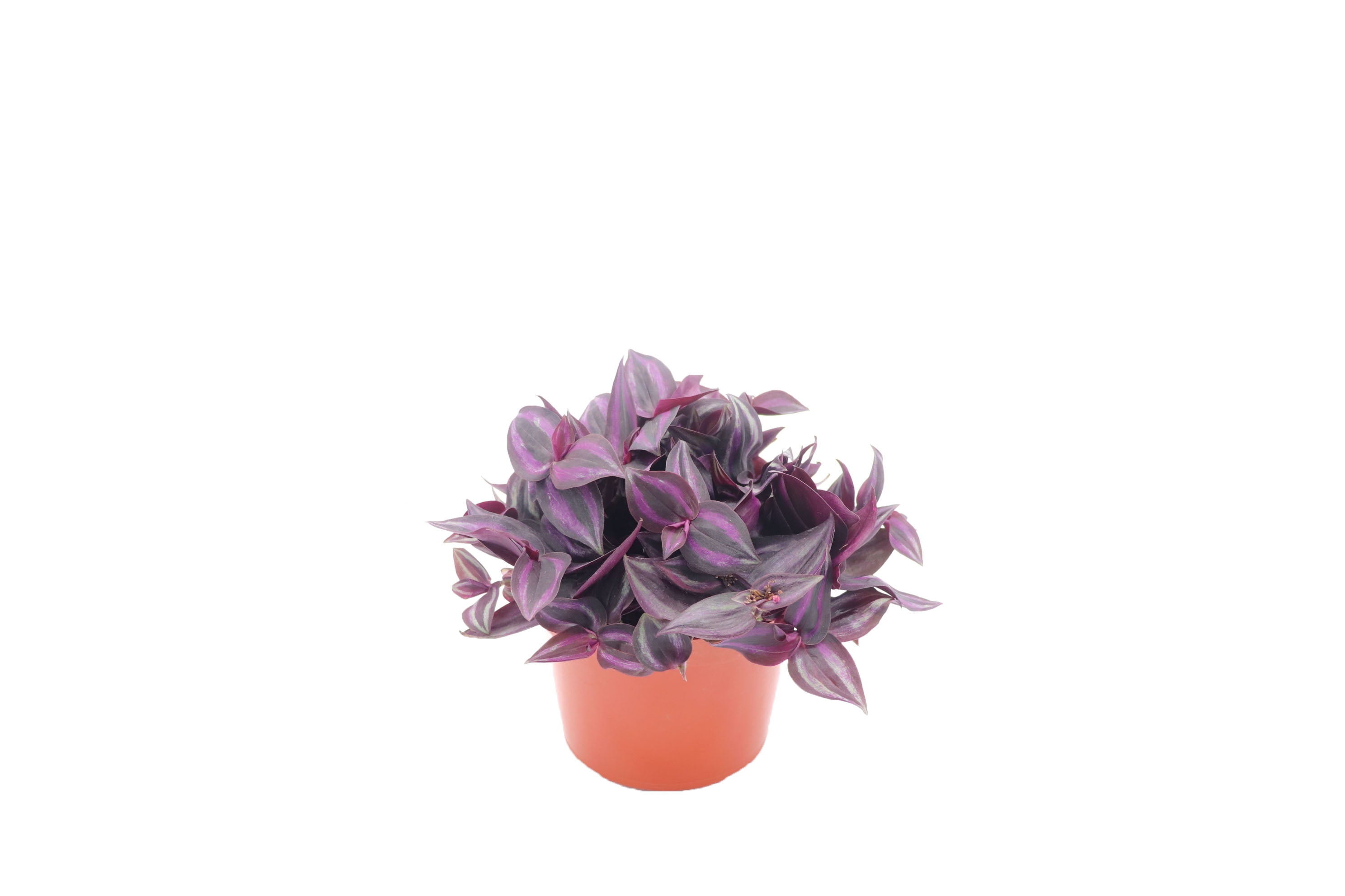 Dark Desire Wandering Jew - 6" from California Tropicals - Walmart.com