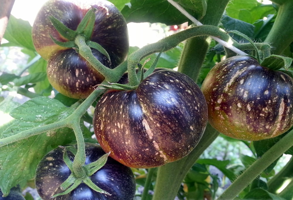 Dark Galaxy Tomato Plant - Rare - 4" Pot - A Delicious Galactic Beauty ...
