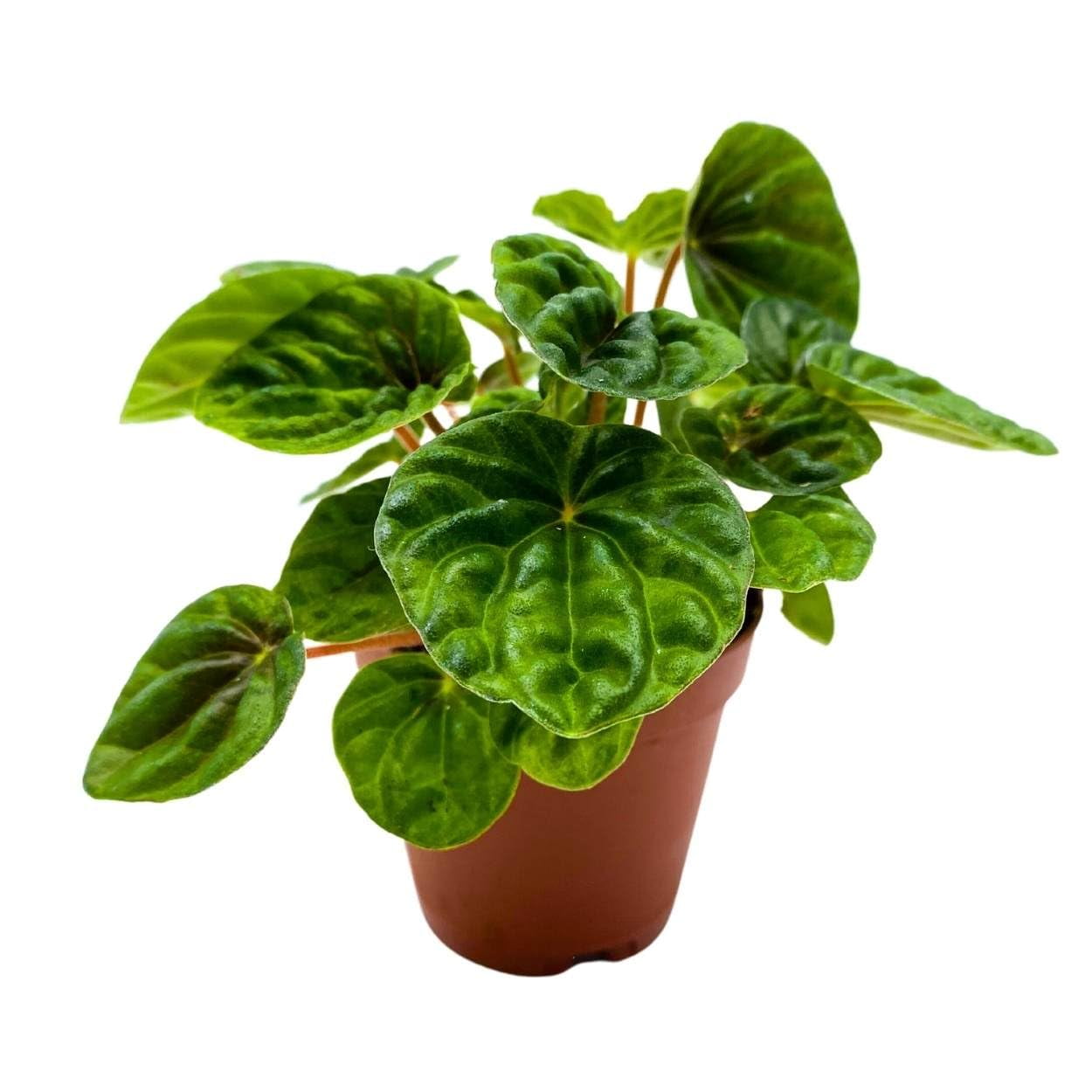 Dark Green Emerald Ripple Peperomia Caperata, 4 inch - Walmart.com