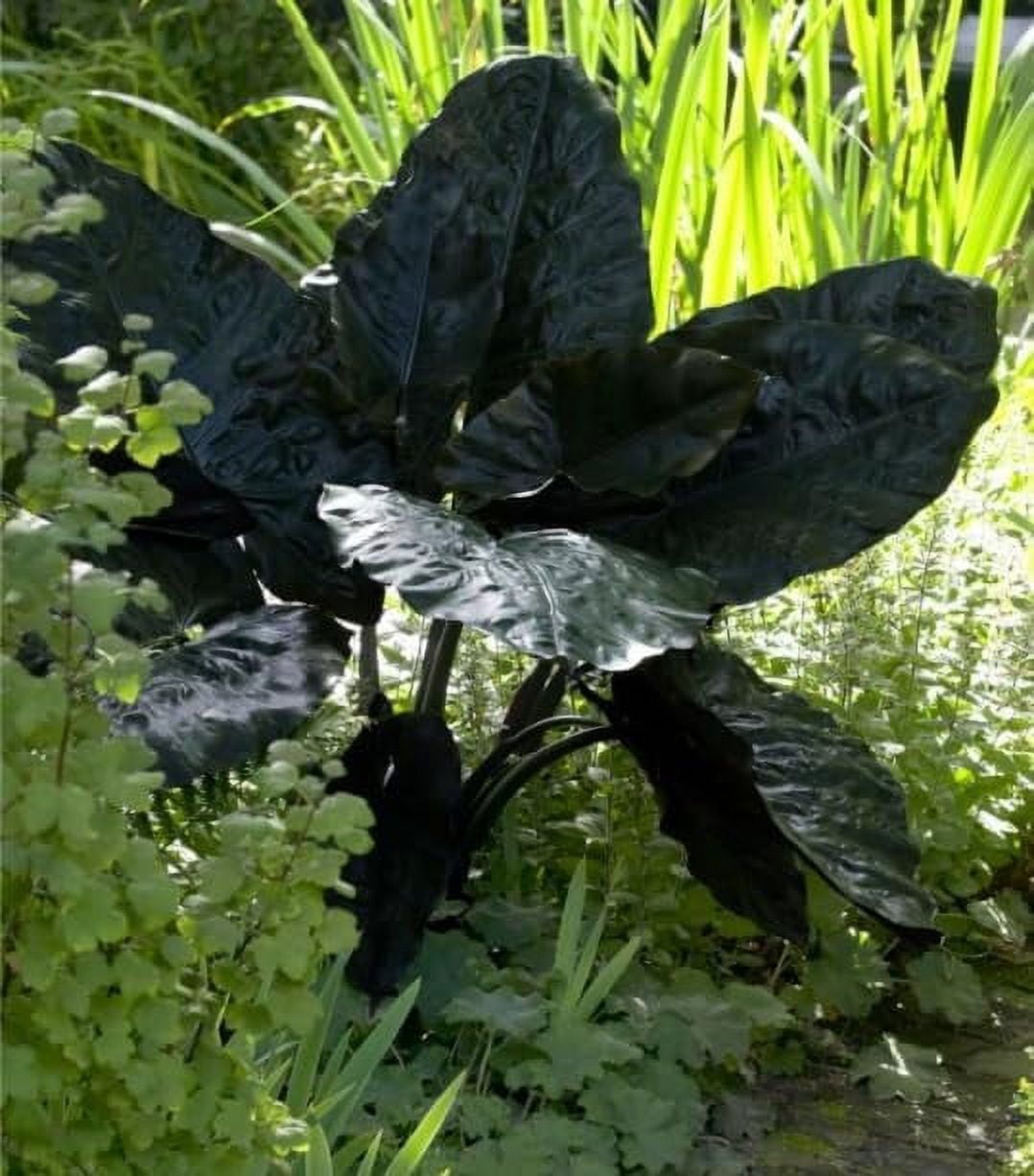 Dark Knight Elephant Ear Bulbs for Planting - Grow Stunning Black ...
