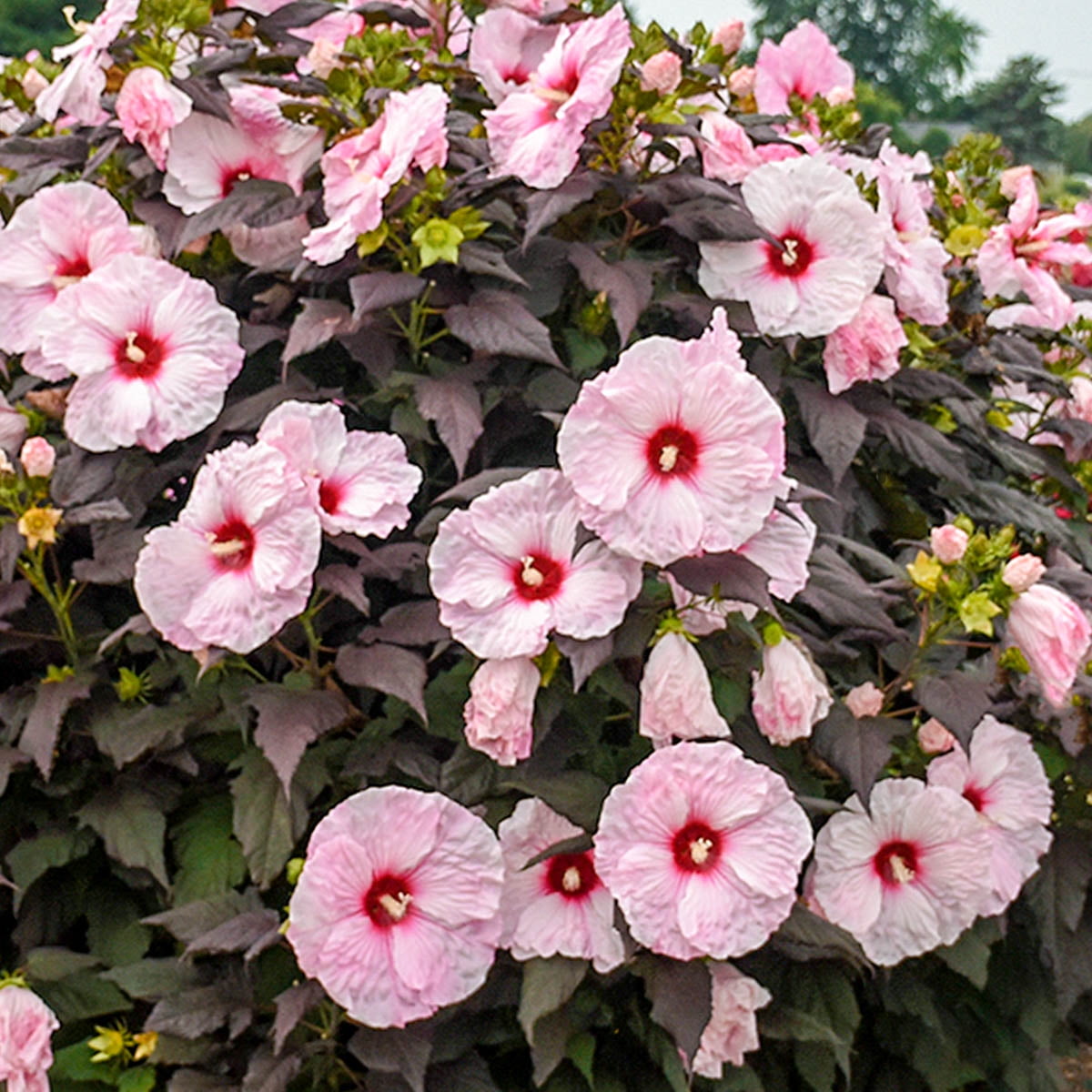 Dark Mystery Multi-Color Flowering Perennial Hibiscus Starter Plant ...