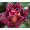 Dark Night Rose Bush Live Plant, Fragrant Hybrid Tea Rose Flowers Well ...