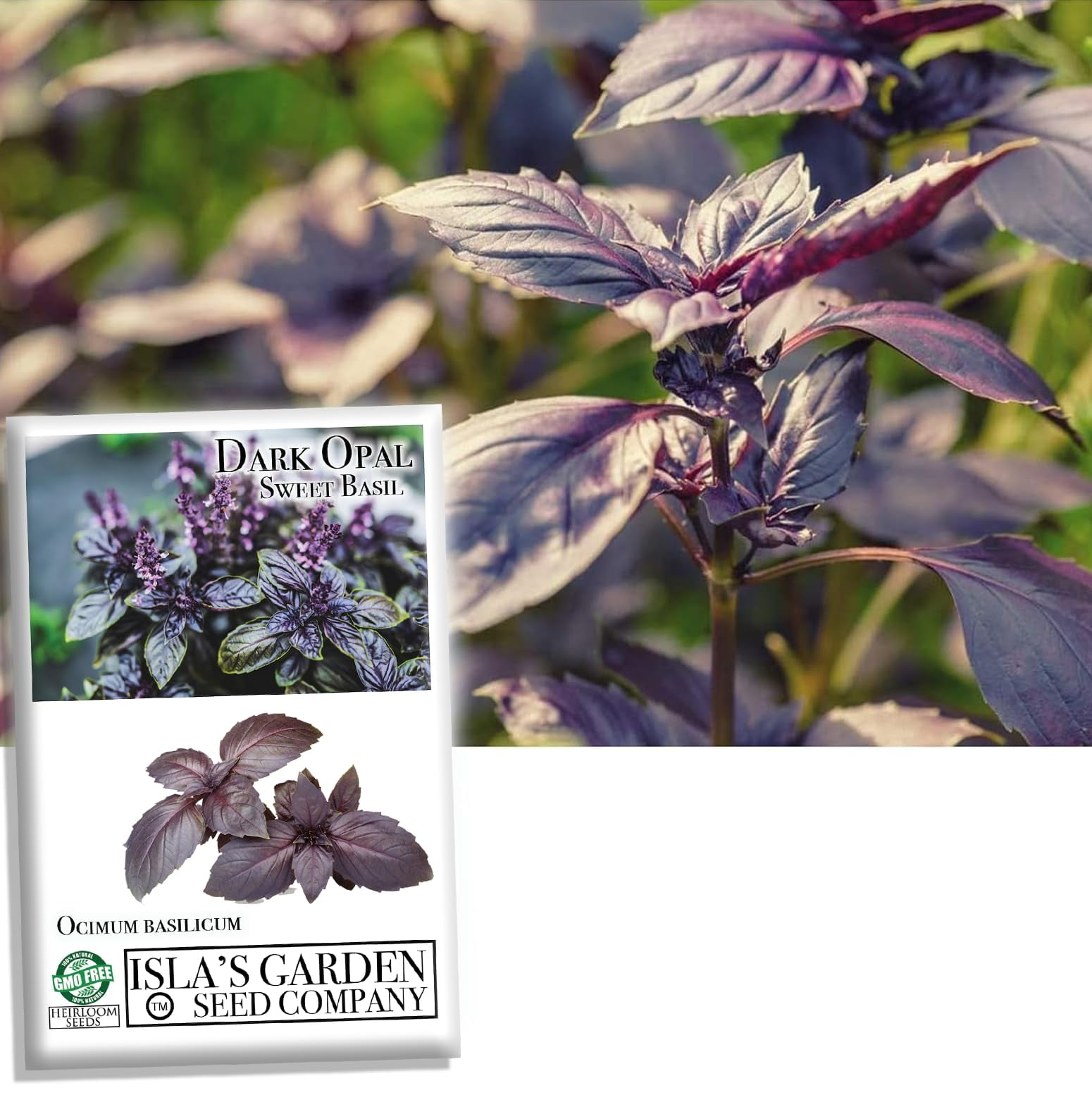Dark Opal BasilTRDN Seeds (Ocimum basilicum 'Purpurascens') - 500 ...