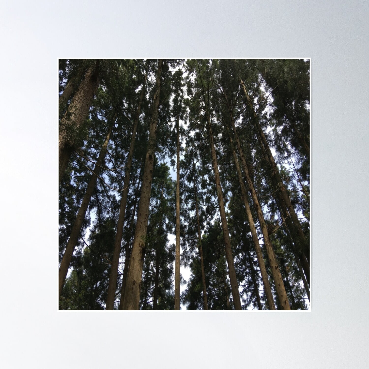 Dark Pine Trees Forest Poster Wall Art, Modern Wall Decor, 24x24 ...