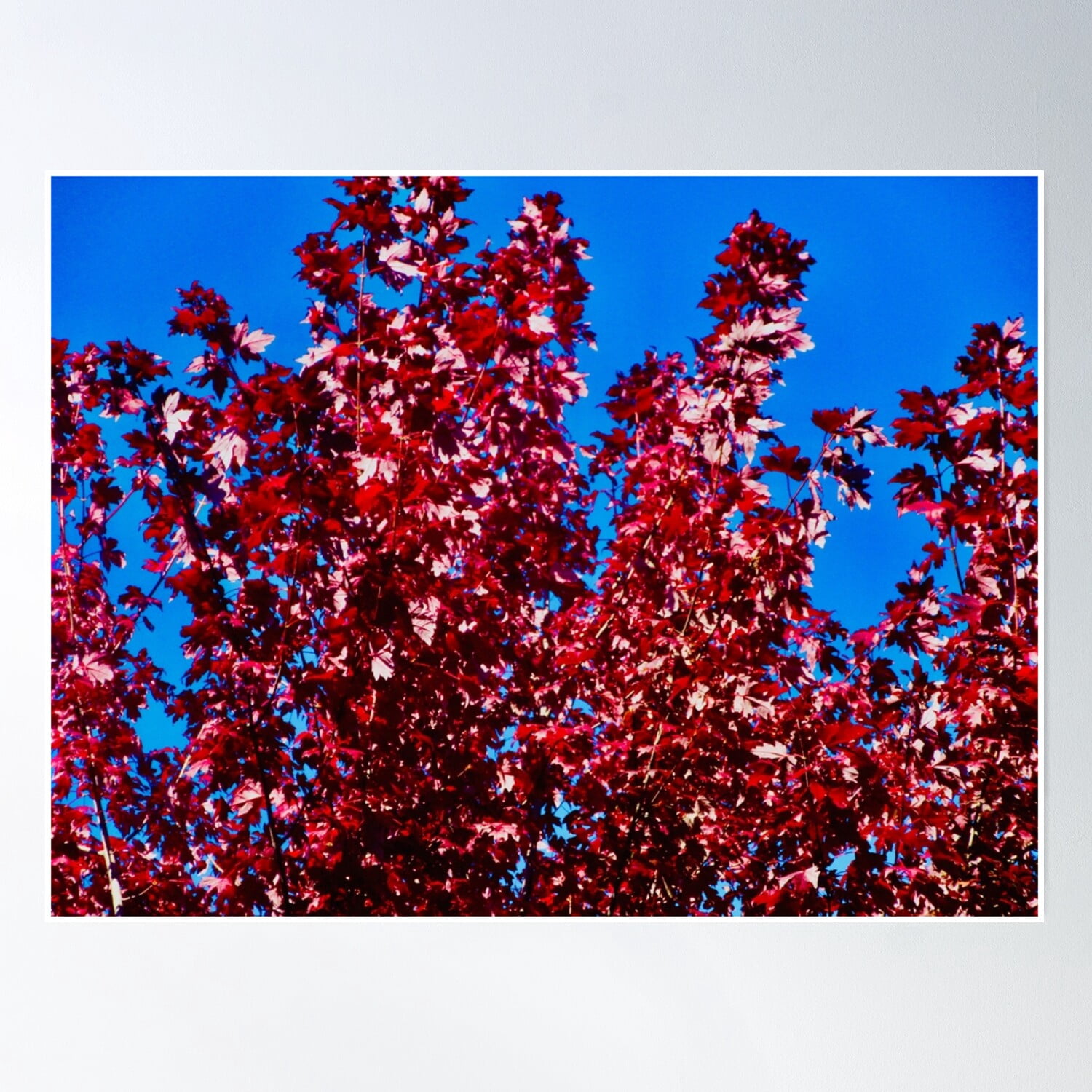 Dark Red Maple Leaves Poster Wall Art, Modern Wall Decor, 24x36 ...