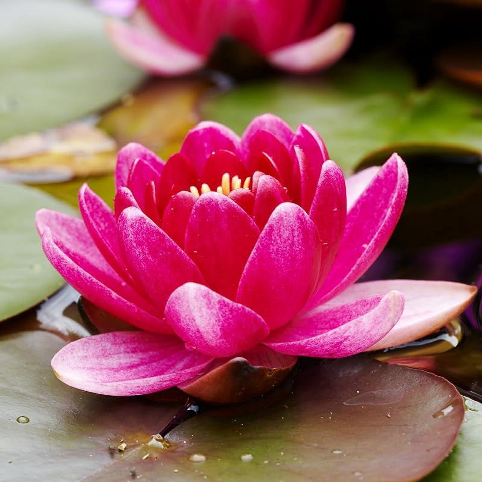 Dark Red Water Lily Flower Bulb & Growing Kit - Water Lilies Bloom All ...