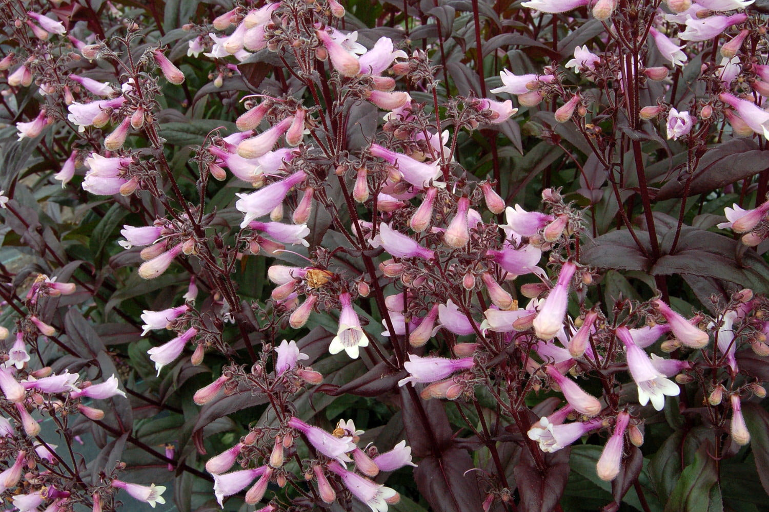 Dark Towers Penstemon Perennial - Gallon Pot - Walmart.com