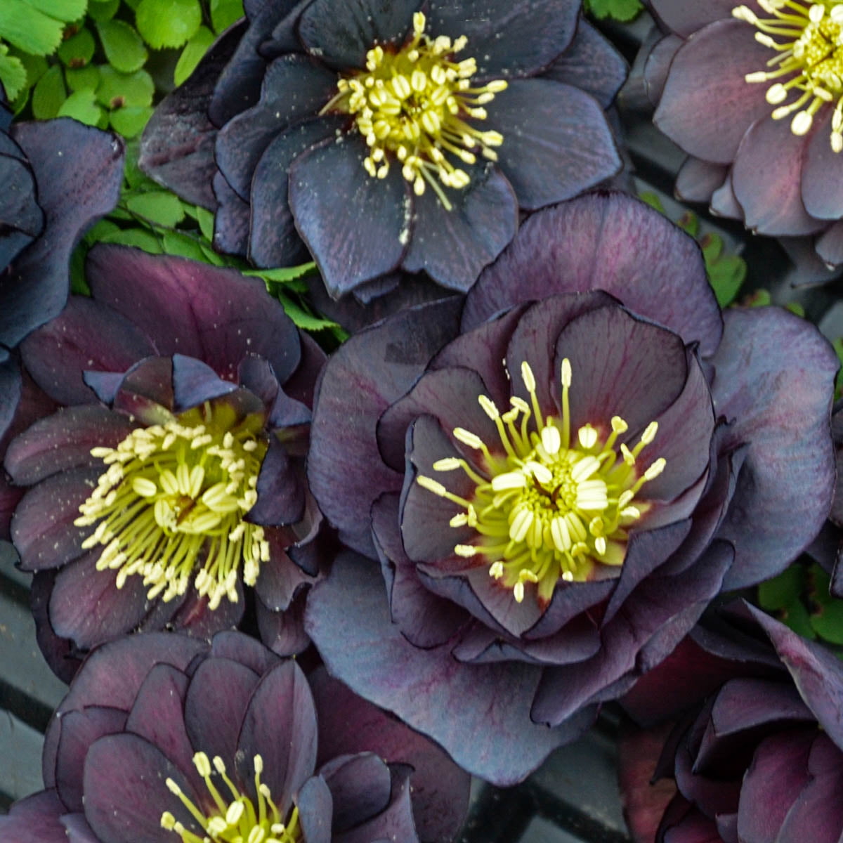 Dark and Handsome Purple Flowering Lenten Rose Hellebore Dormant Bare ...