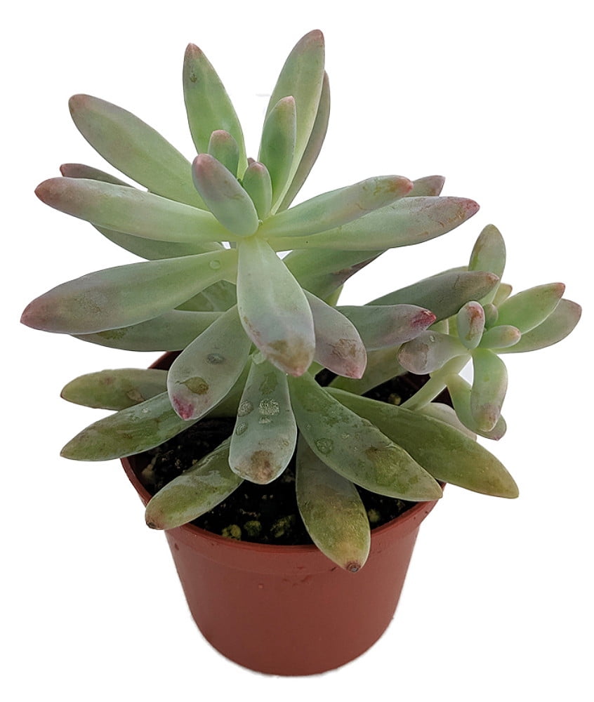 Darley Sunshine Succulent Plant - Graptosedum - 2.5" Pot - Walmart.com