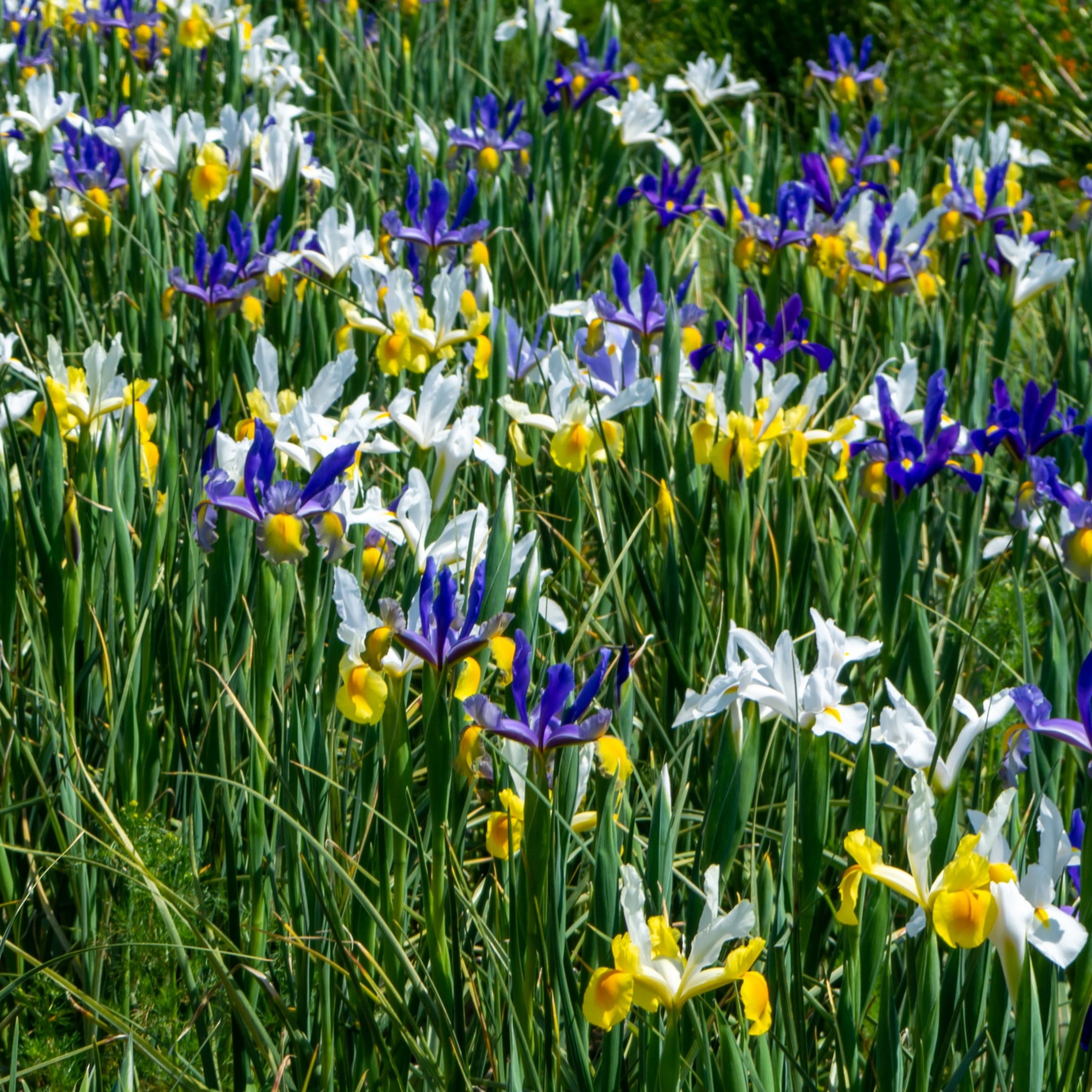 Perennial Dutch Iris Mix Flowers - 45 Bulbs, Full Sun, Spring Blooming ...