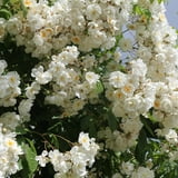 Heirloom Roses Darlow's Enigma - Rambling Rose Bush with Pure White ...