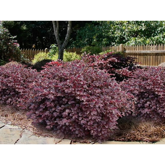 Daruma Dwarf Loropetalum ( Fringe Flower ) - Live Plant - ( 1 QT ...