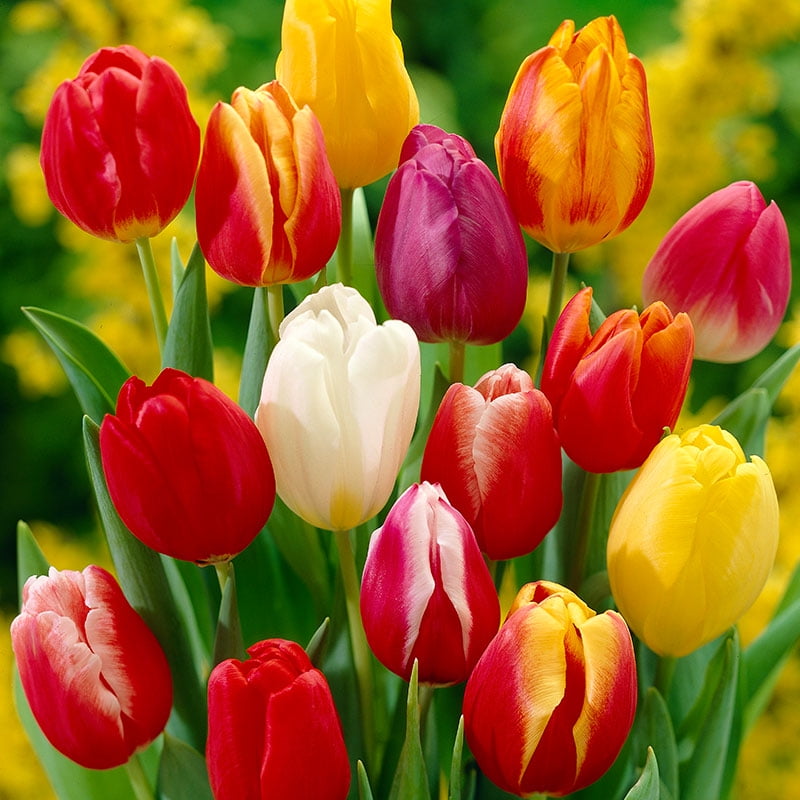 Darwin Hybrid Tulip Mix, 25 Large Blooming Bulbs for Partial Sun ...