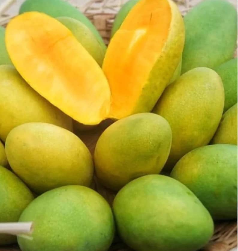 Dasheri Dusari Mango TREE GRAFTED (2-4 Feet Tall). Ship to all states ...