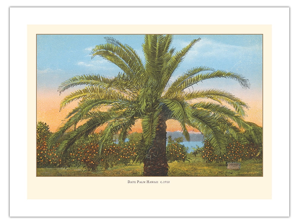 Date Palm Tree Hawaii - Vintage Hawaiian Color Postcard c.1910 - Bamboo ...