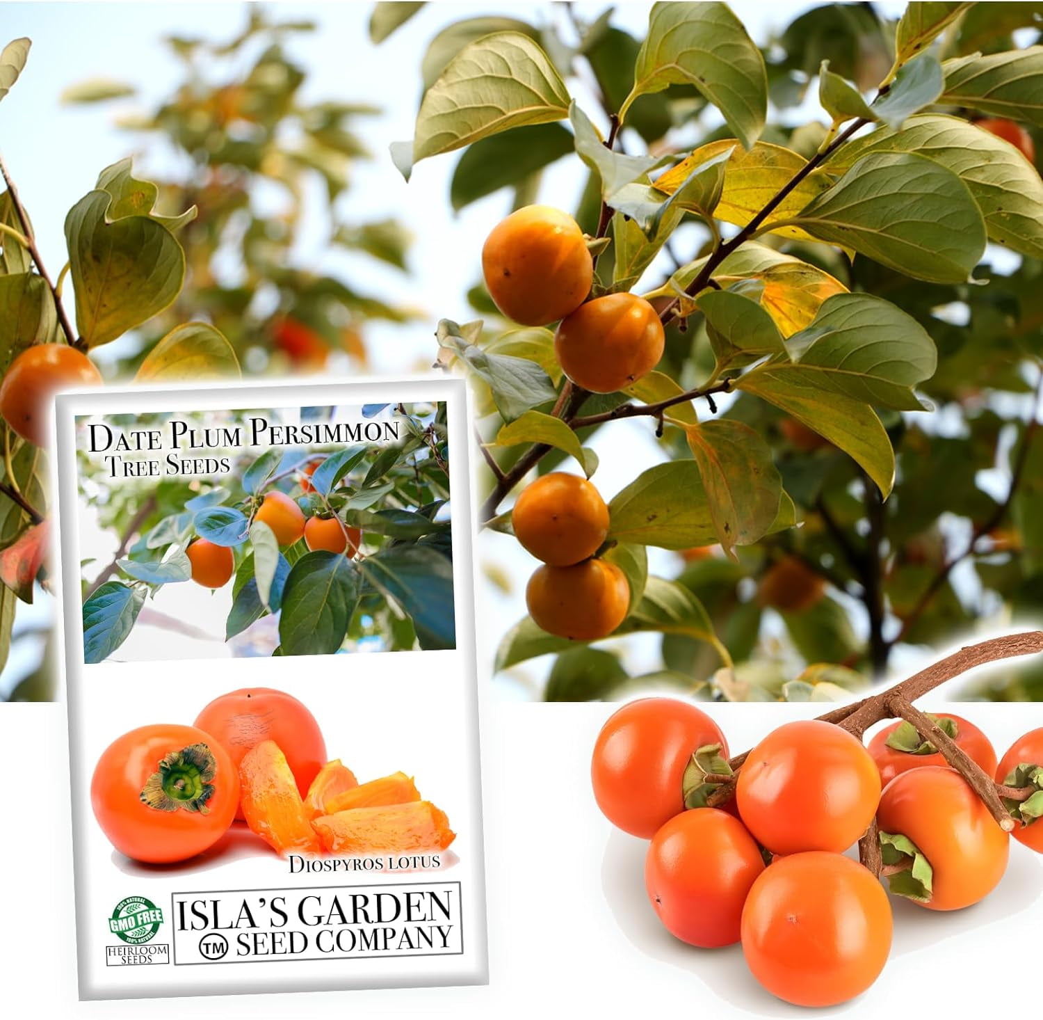 Date Plum Persimmon Tree Seeds, Exotic Fruit Tree, Diospyros Lotus, 80% ...