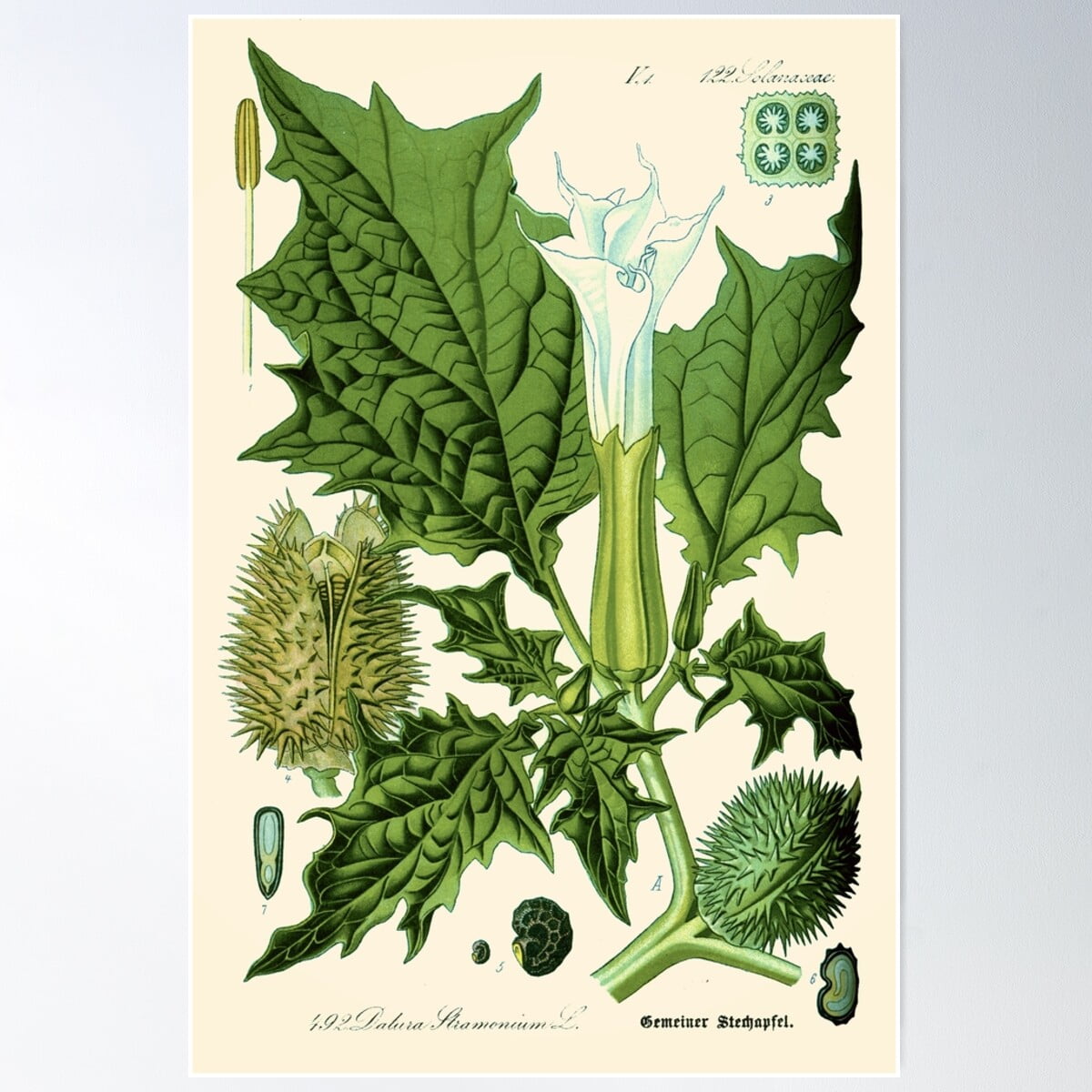 Datura Stramonium (Thorn Apple - Jimson Weed Or Devil S Snare ...