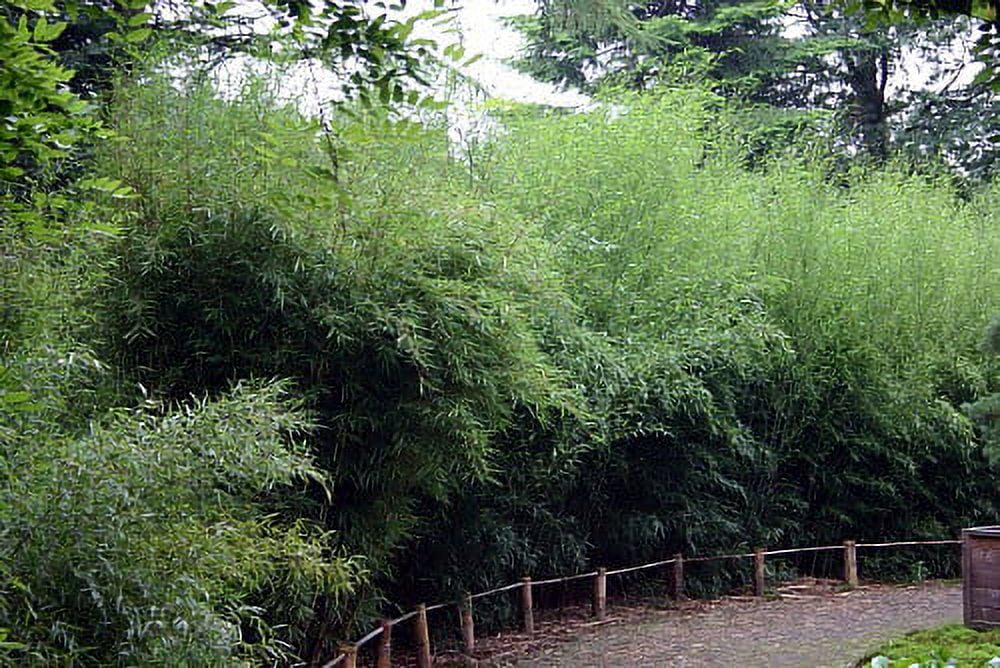 Live Phyllostachys bissetii - David Bisset Vigorous Bamboo for Outdoor ...