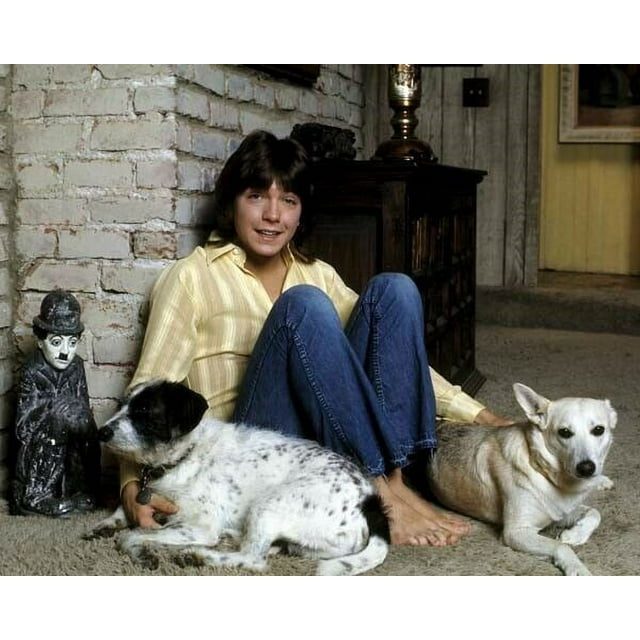 David Cassidy The Partridge Family seated pose with dogs 16x20 Poster ...