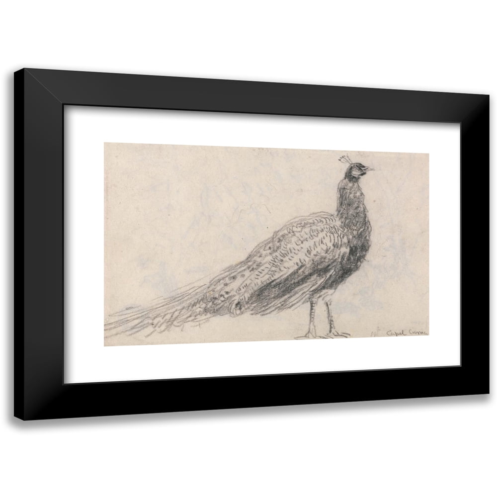 David Cox 18x13 Black Modern Framed Museum Art Print Titled - Peacock ...