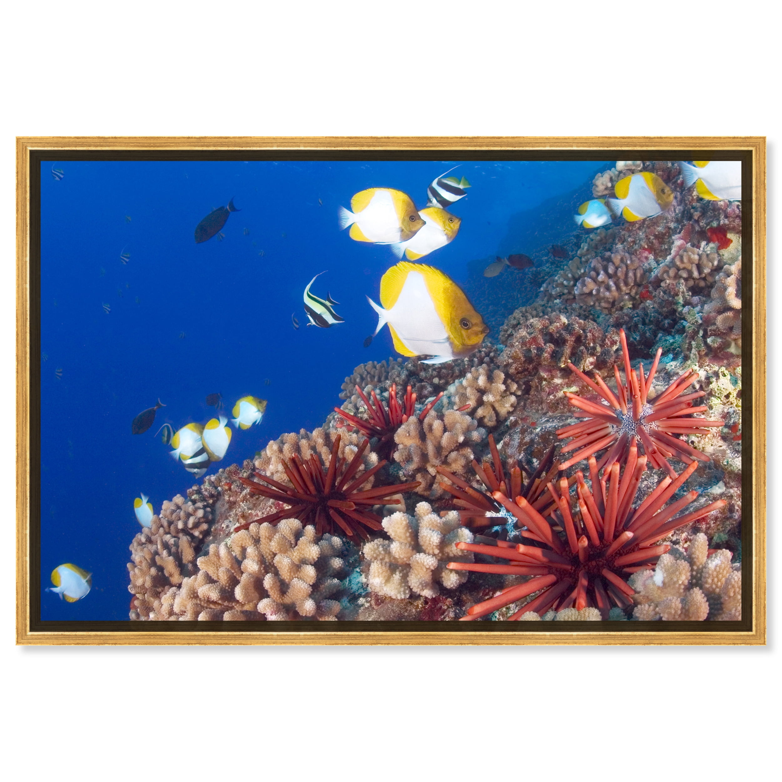 David Fleetham-Hawaiian Reef Scene Under Sea Real Life Photography ...