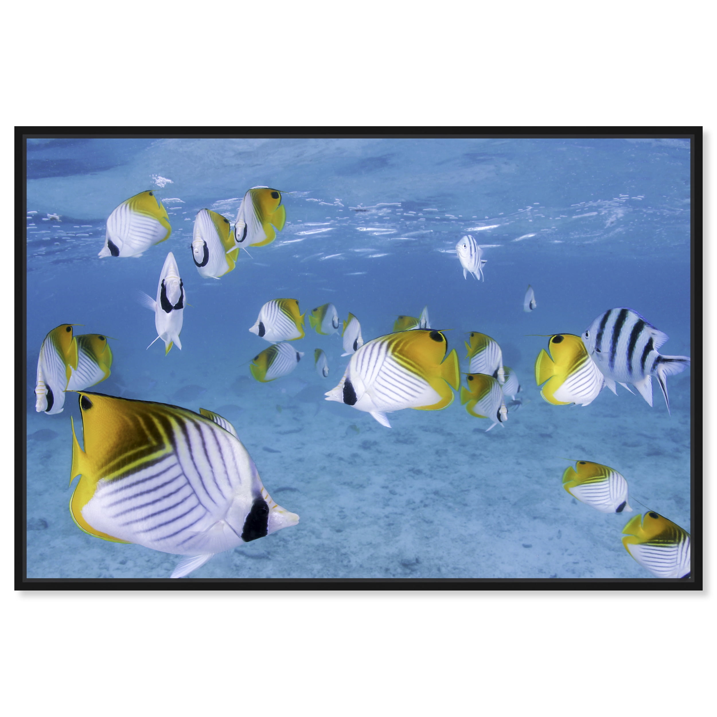 David Fleetham-Treadfin Butterflyfish Under Sea Real Life Photography ...