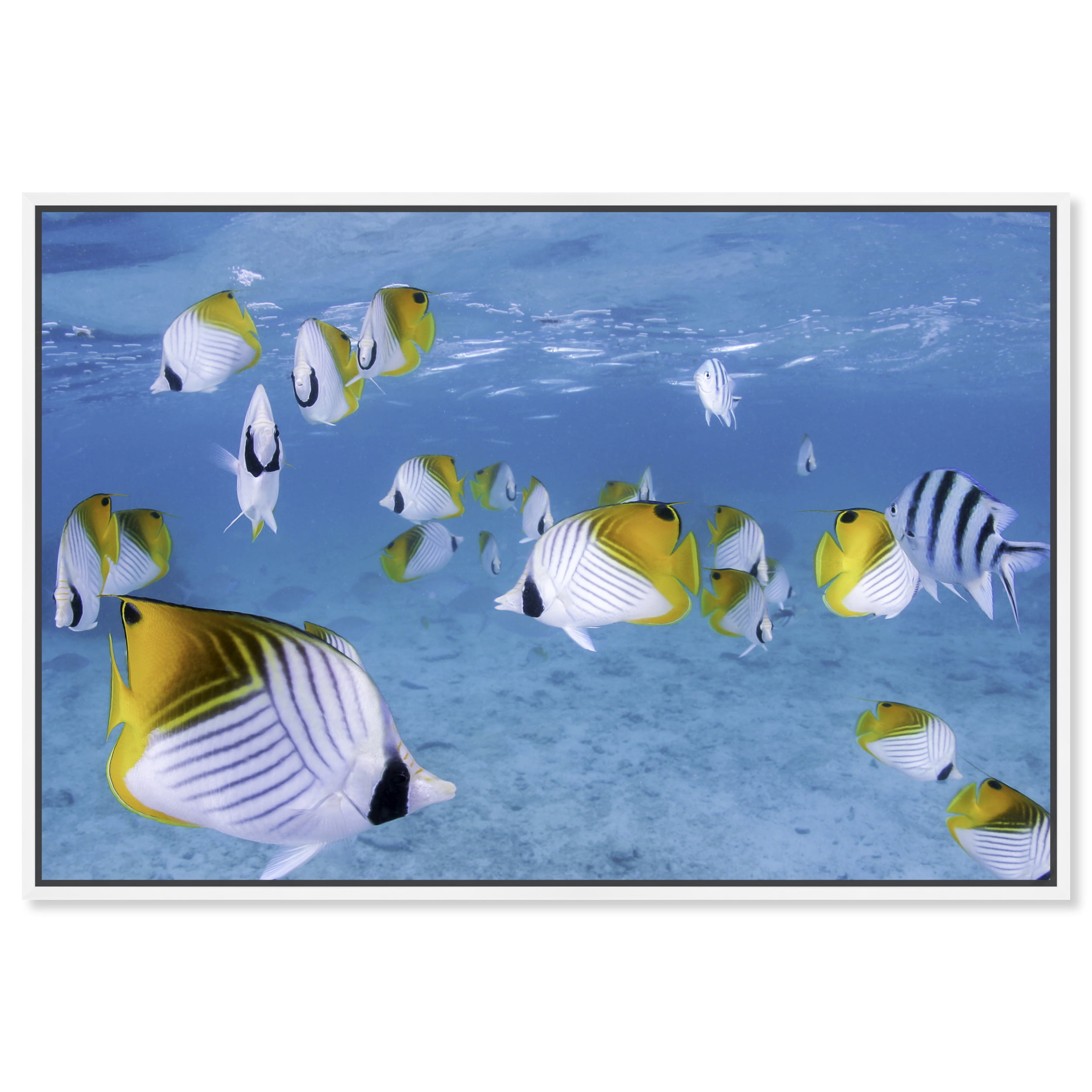 David Fleetham-Treadfin Butterflyfish Under Sea Real Life Photography Canvas Wall Art by ...
