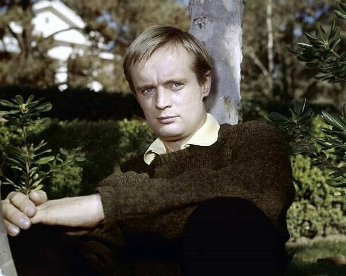 David McCallum Man From UNCLE in sweater poses by tree 1960's era 11x17 ...