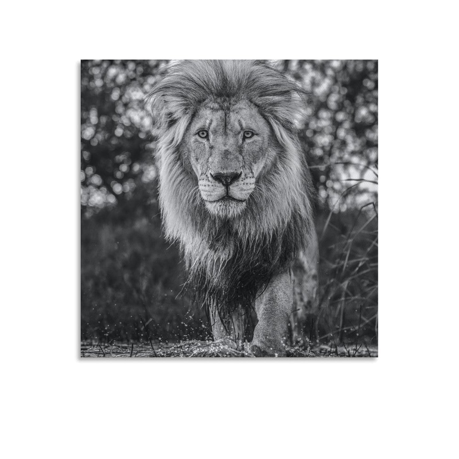 David Yarrow-Basic Instinct-wildlife Black And White Art Poster Picture ...