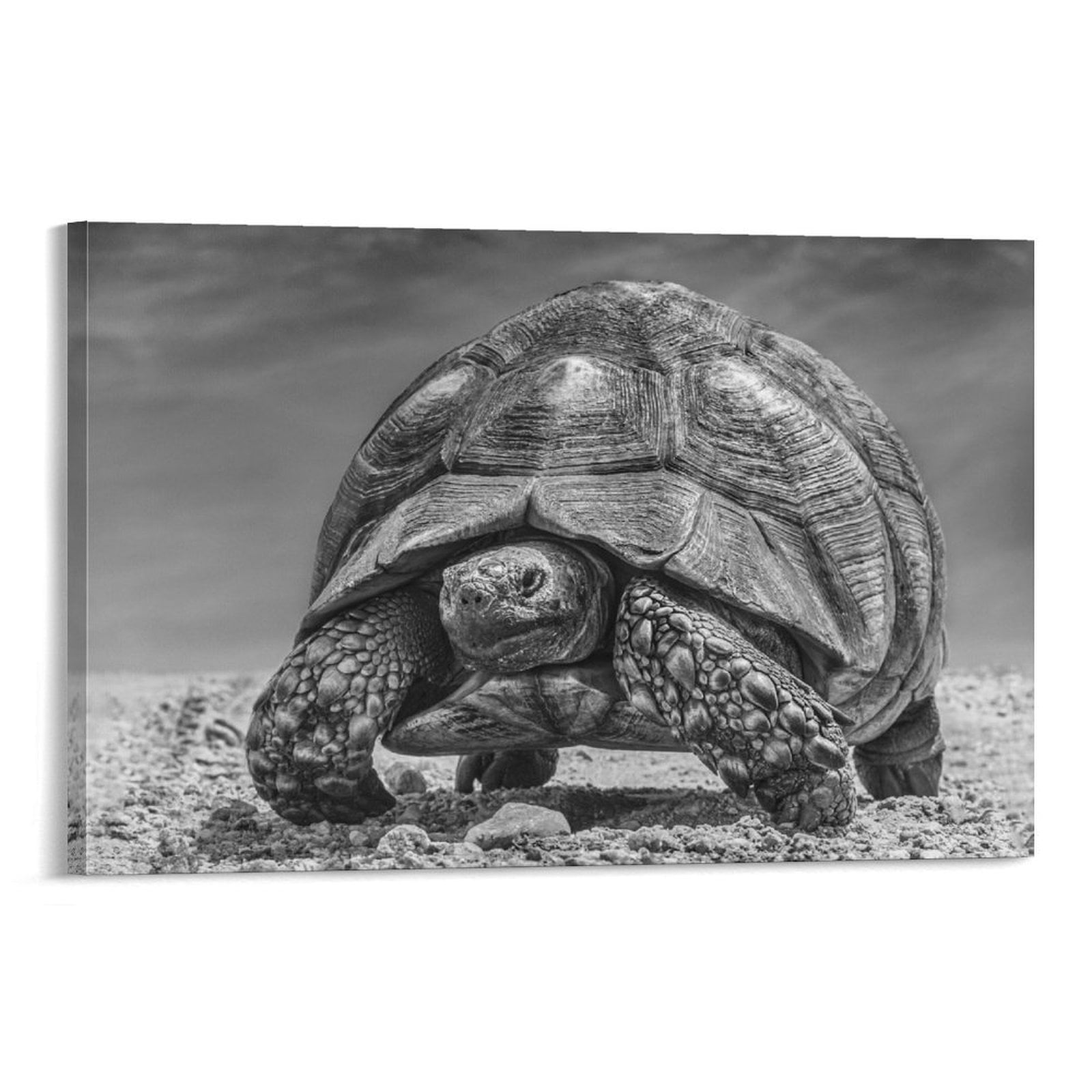 David Yarrow-Chinese Takeaway-leopard Tortoise-wildlife Black And White ...