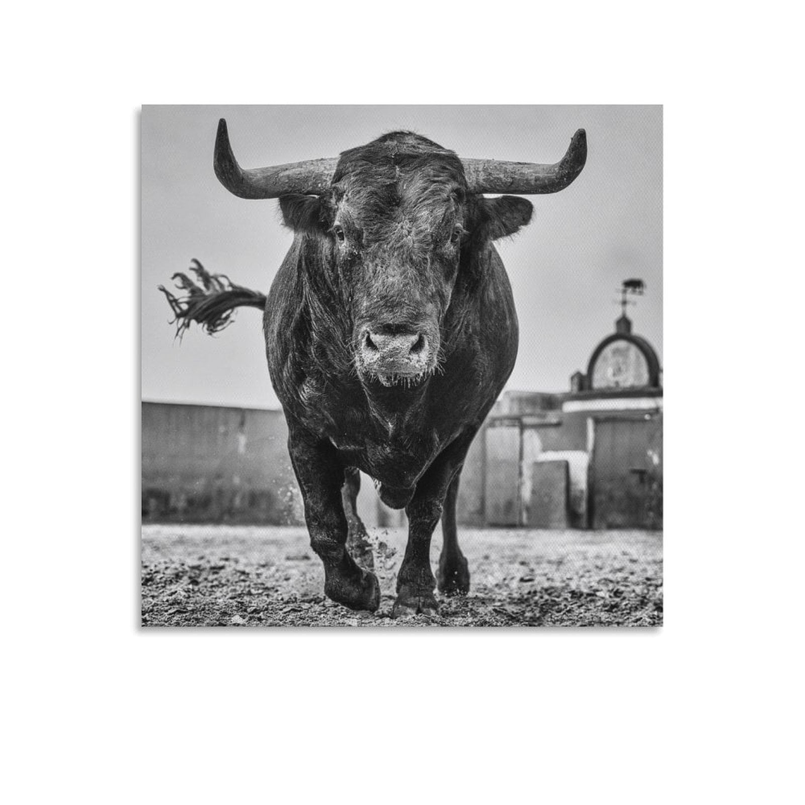 David Yarrow-El Toro-wildlife Black And White Art Poster Canvas Wall ...