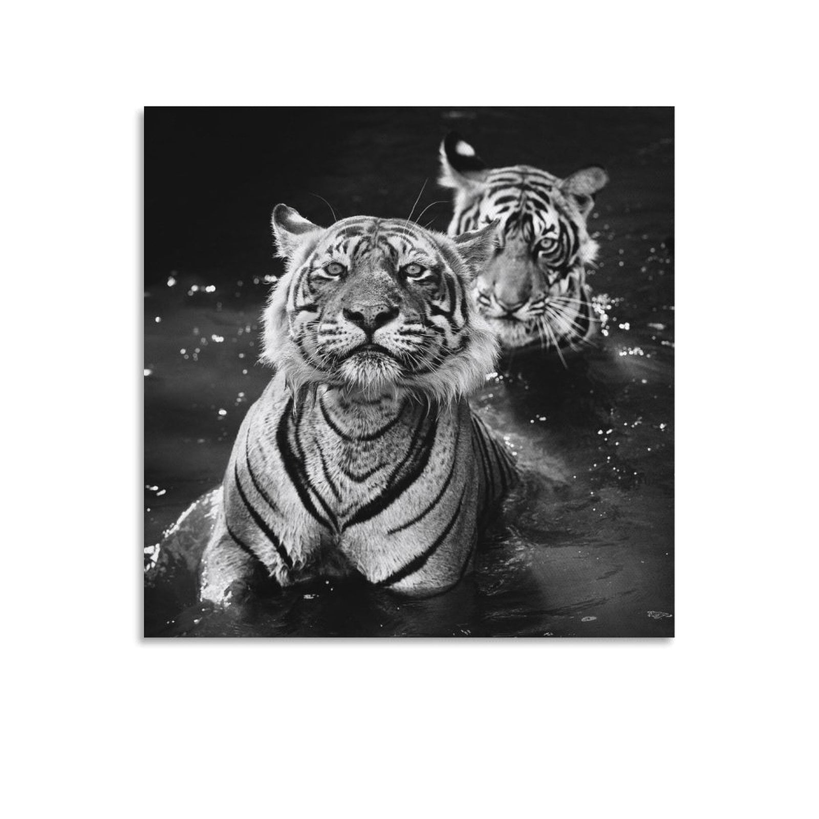 David Yarrow-Royal Bengal Tigers-wildlife Black And White Art Poster Posters Wall Art Painting ...