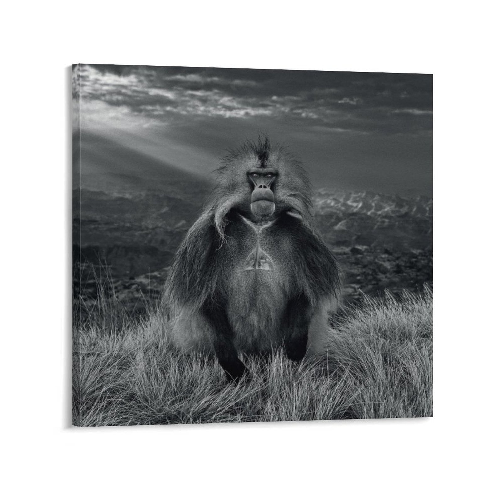 David Yarrow-a Male Gelada-wildlife Black And White Art Poster Canvas ...