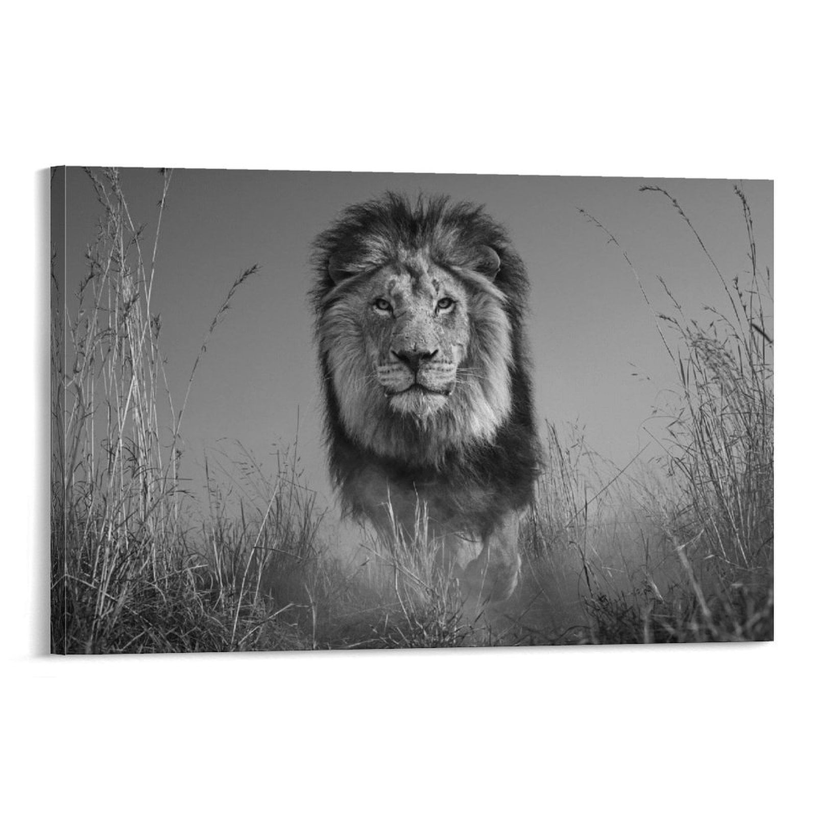 David Yarrow-lion Image (7)-wildlife Black And White Art Poster Canvas ...