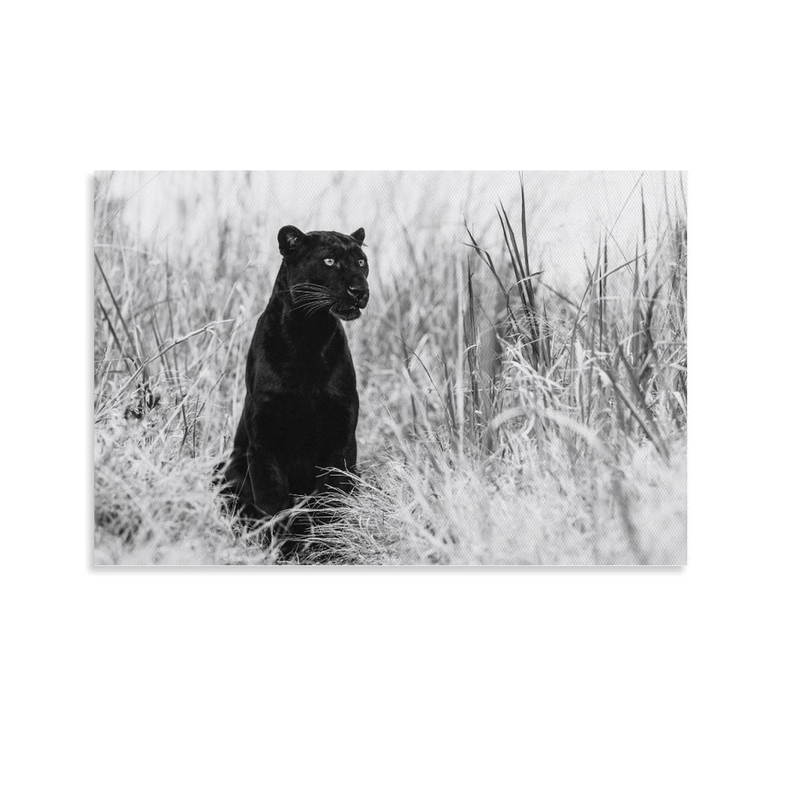 David Yarrow-the Cat-wildlife Black And White Art Poster Posters Wall ...