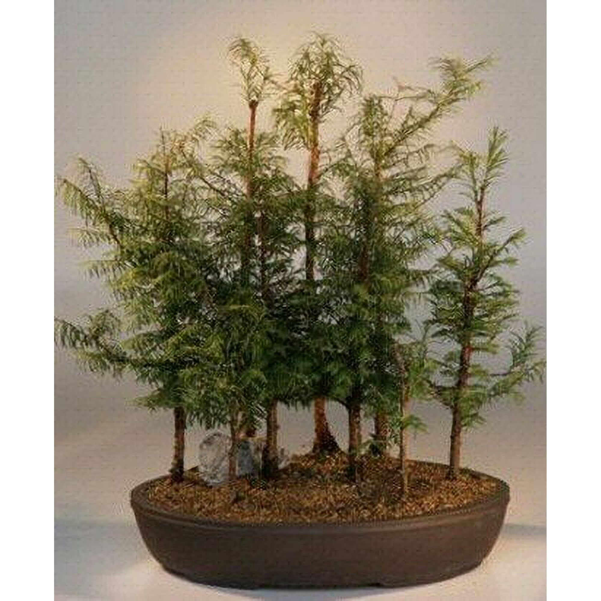 Dawn Redwood Bonsai Forest